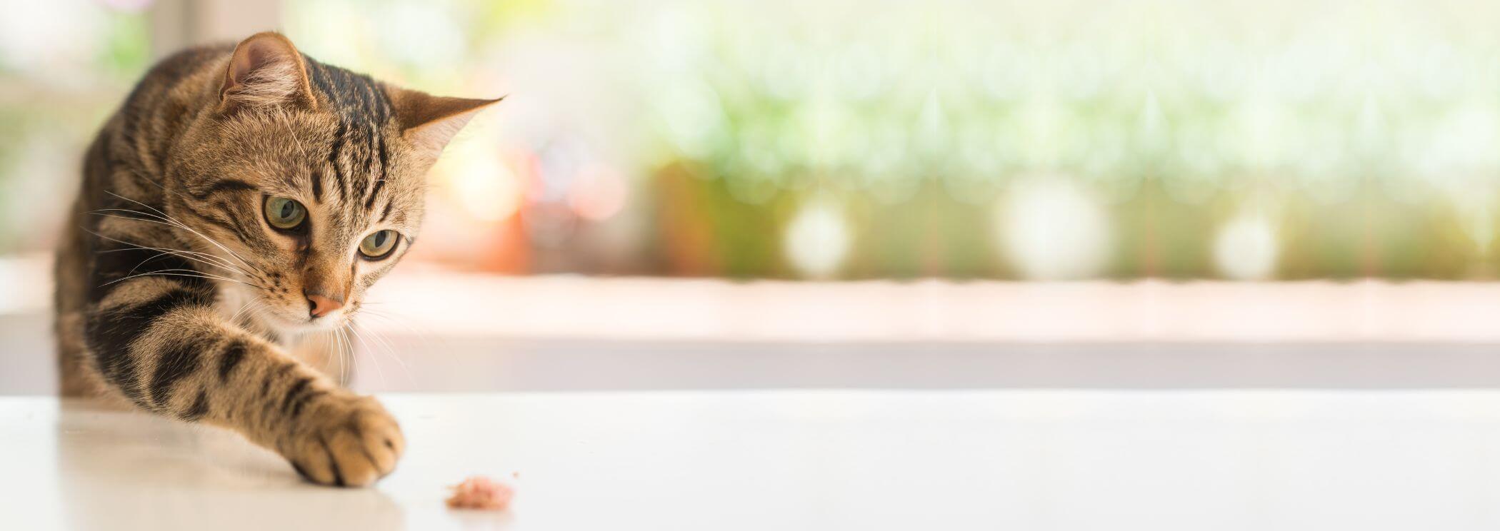 The Veterinary Lobby: Safety Tips for Cats