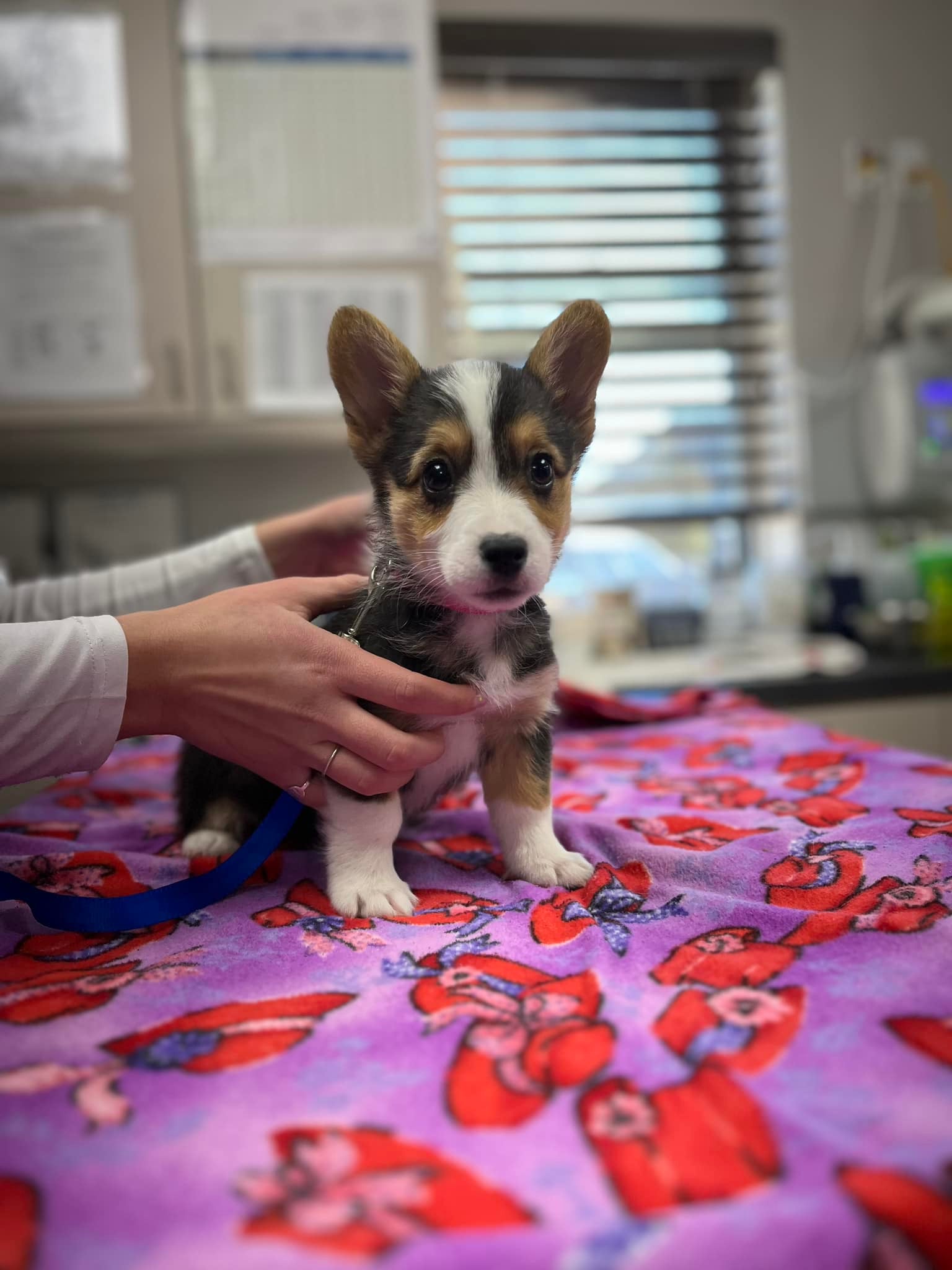 Good Shepherd Veterinary Hospital - Broken Arrow – Broken Arrow, OK