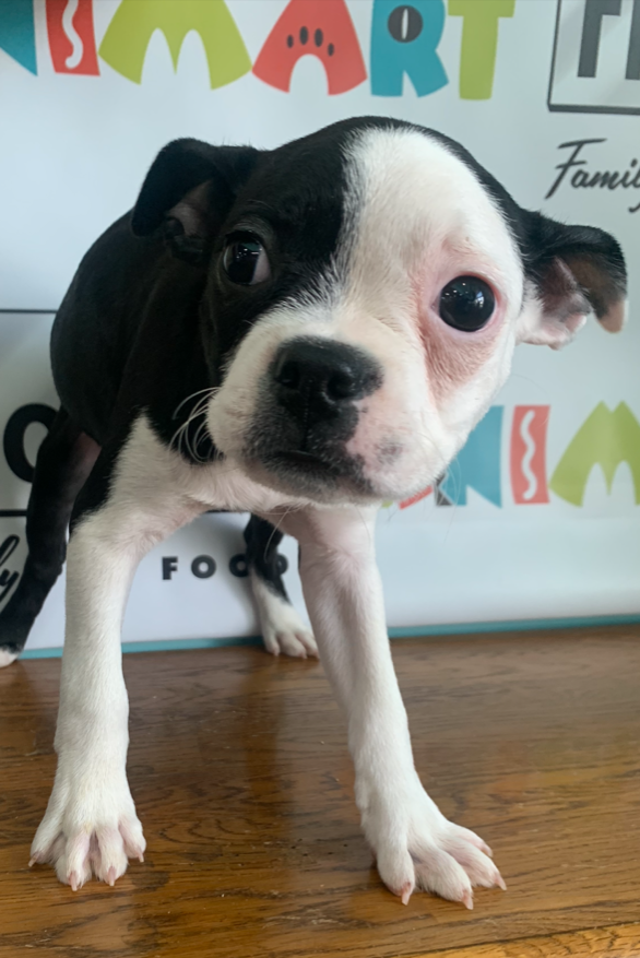 Animart – Madison, WI