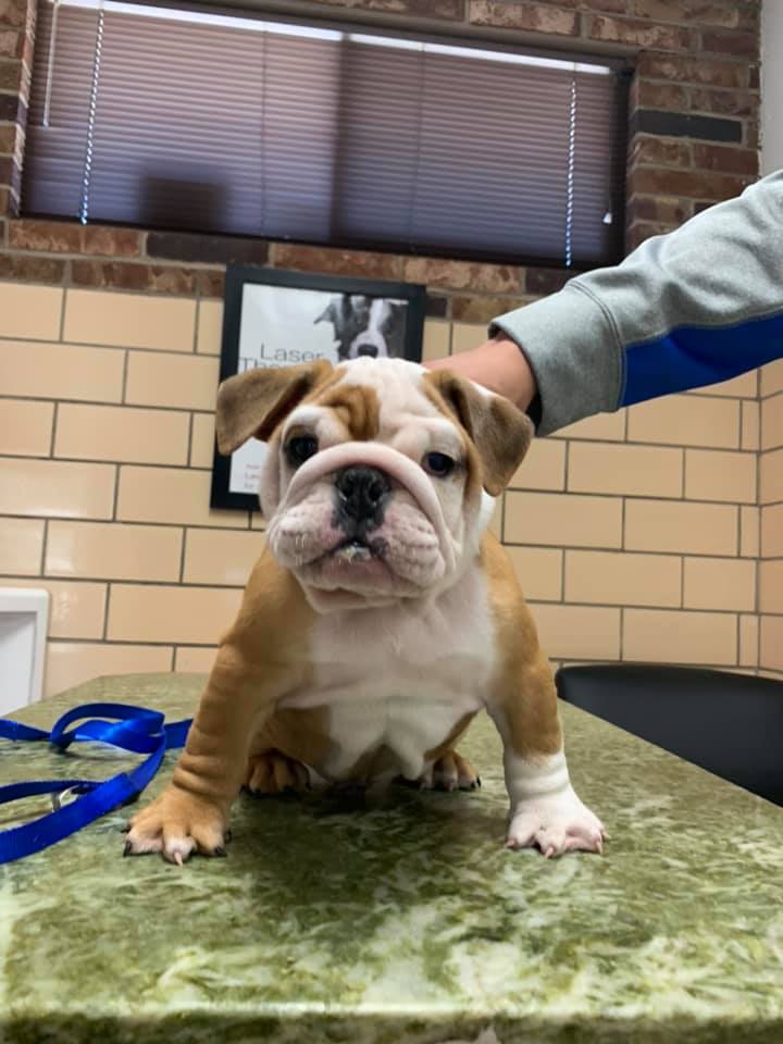 Labahn Veterinary Hospital – Fort Smith, AR