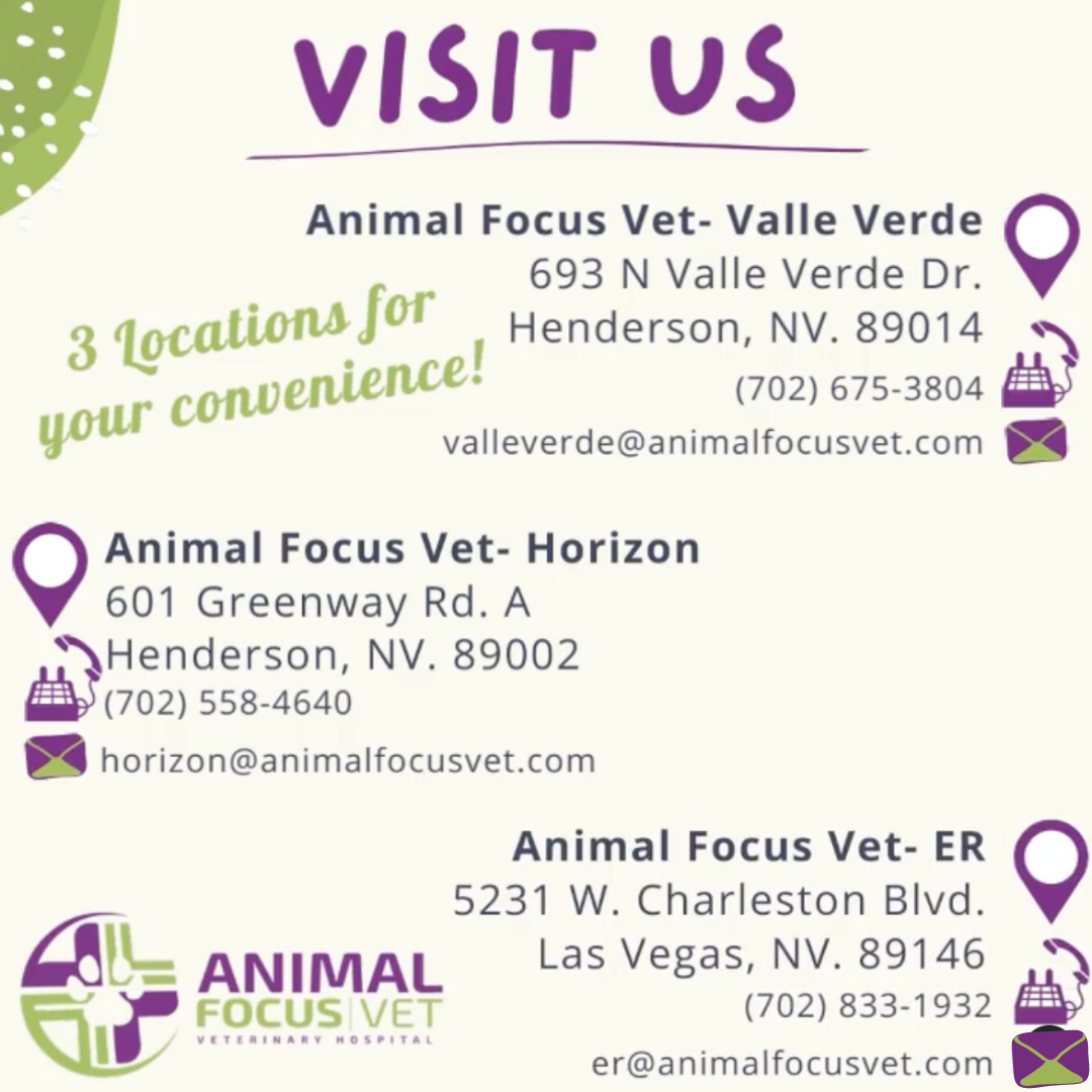 Animal Focus Vet - Horizon – Henderson, NV