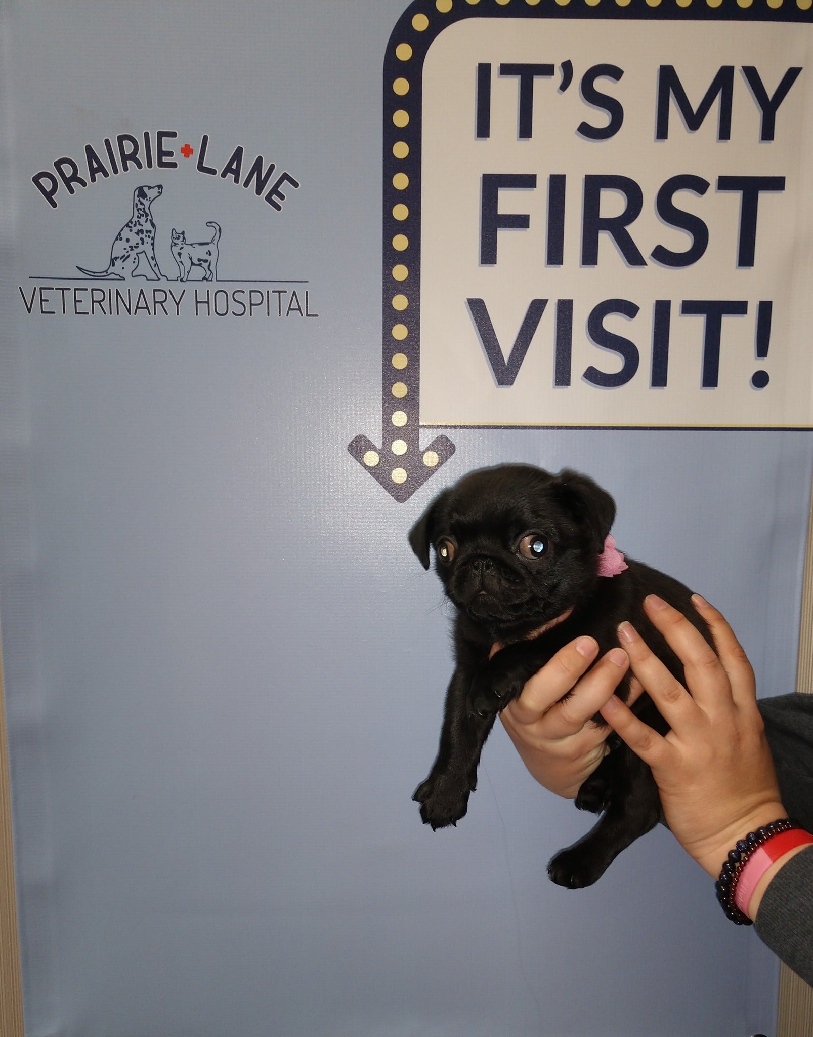 Prairie Lane Veterinary Hospital – Omaha, NE