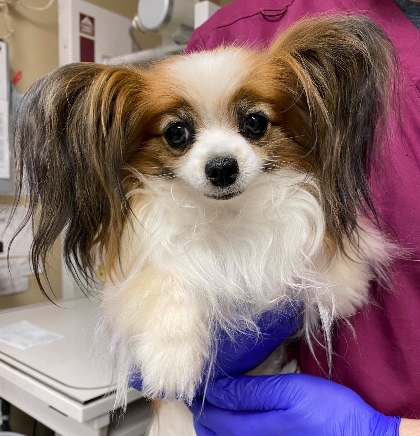 Westchester Veterinary Center & Cat Clinic – Los Angeles, CA