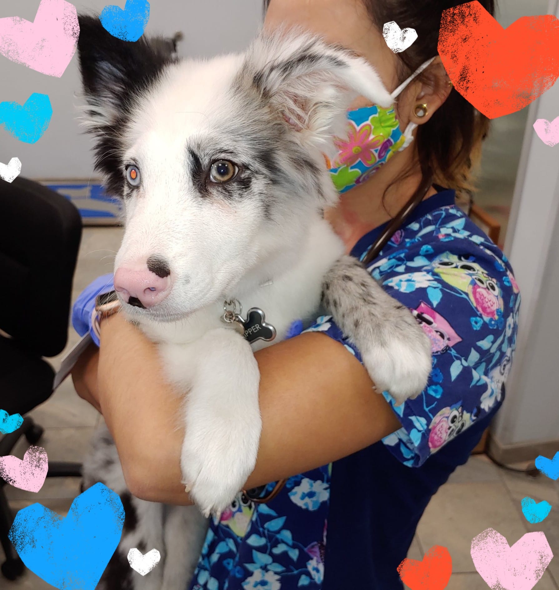 Westchester Veterinary Center & Cat Clinic – Los Angeles, CA