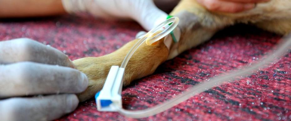 Addison's Disease | Signs, Symptoms & Treatments [Guide]