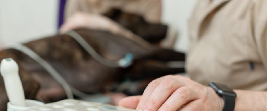 Dilated Cardiomyopathy in Dogs | Symptoms & Treatments