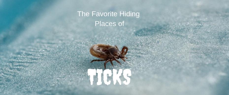 The Favorite Hiding Places of Ticks The Favorite Hiding Places of Ticks