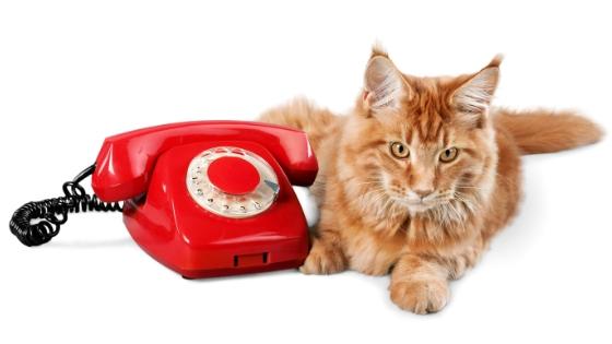 How Veterinary Receptionists Turn First-Time Callers Into Lifetime Clients