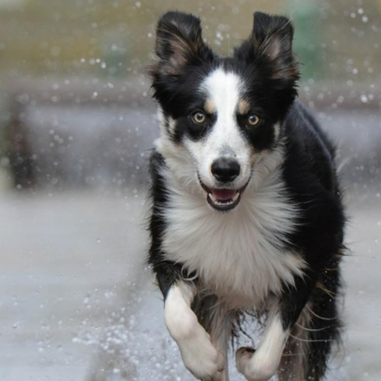 Why Microchip Your Dog?