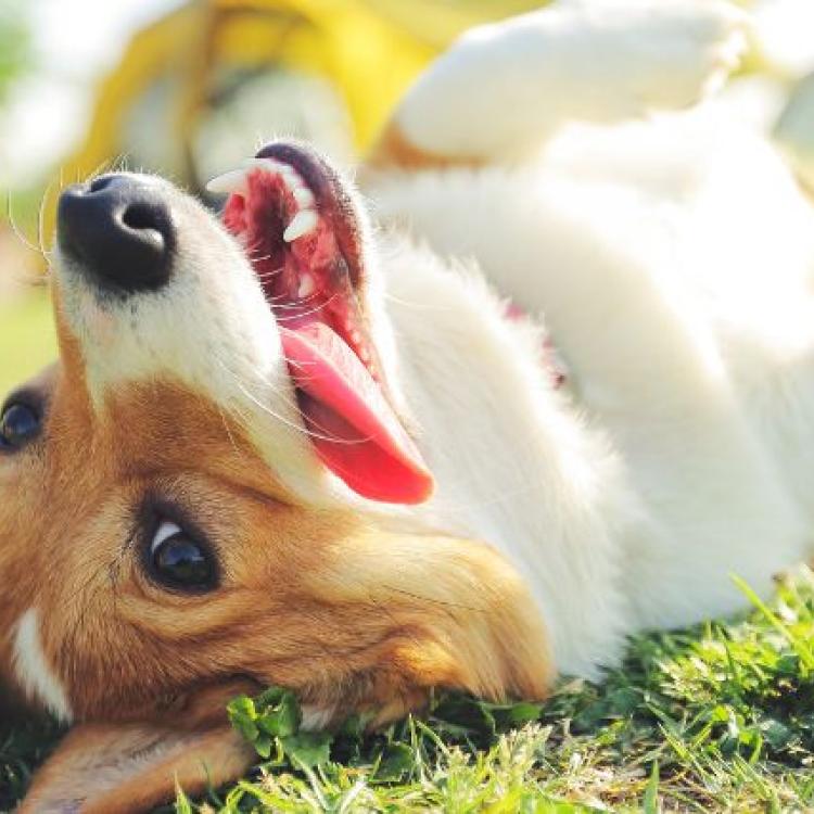 10 Commonly Asked Questions About Dogs and Their Surprising Answers