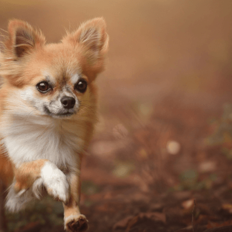 5 Fascinating Dog Breeds from Mexico