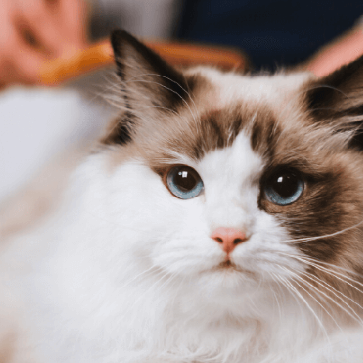The 5 Grooming Things You Should Check On Your Cat Every Month