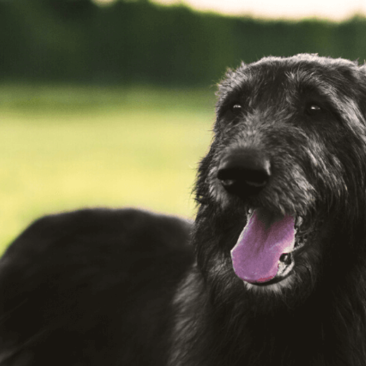 The 9 Dog Breeds From Ireland