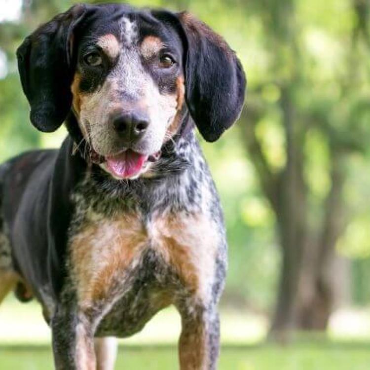 A Closer Look At Pet Parasites: Roundworms, Hookworms, and Whipworms