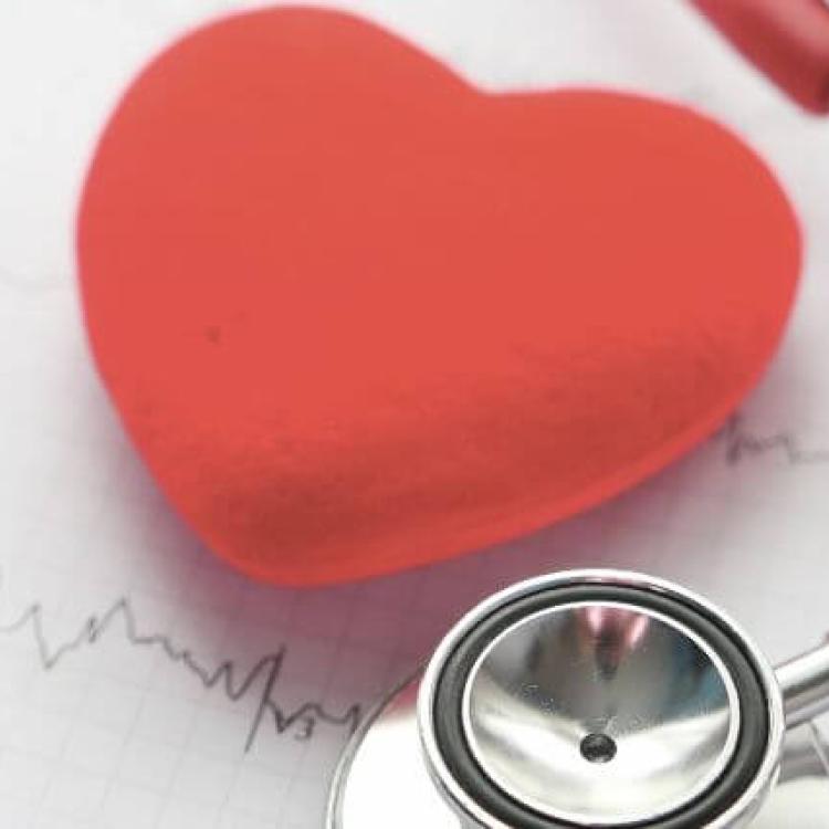 A Veterinarian's Insight into Dog Cardiology: Understanding Heart ...