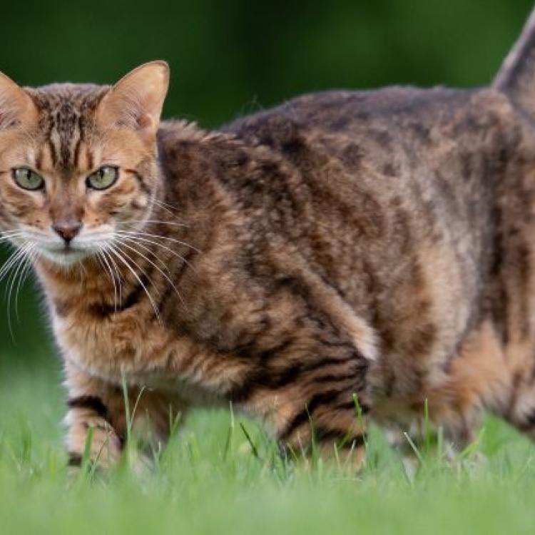 Cat Bug Bites and Insect Stings | Treatment Guide