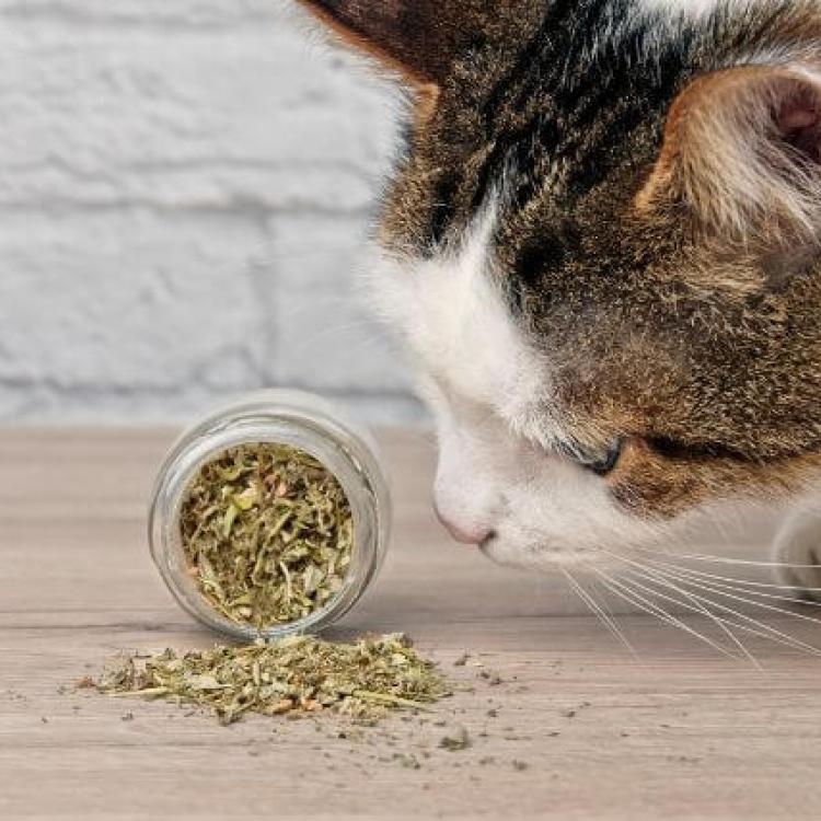 Catnip: What It Is, How It Works, and Why Cats Love It