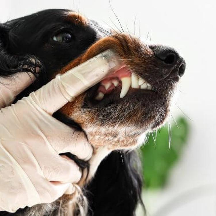 Inside the Canine Tooth: Exploring Endodontic Care for Dogs