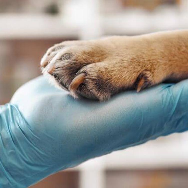 Maximizing Canine Health: The Importance of Lab Work Through Your Dog's ...
