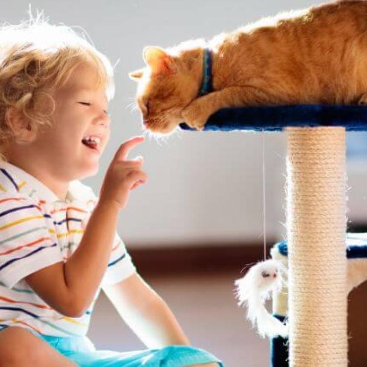 Creating a Safe Bond: Helping Kids Understand Cat Signals