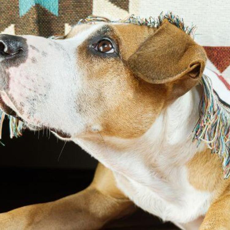 The Secret to Handling Fraidy Cats and Nervous Doggos This July 4th