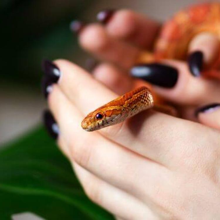 Top 5 Beginner-Friendly Pet Snakes (According to Vets)