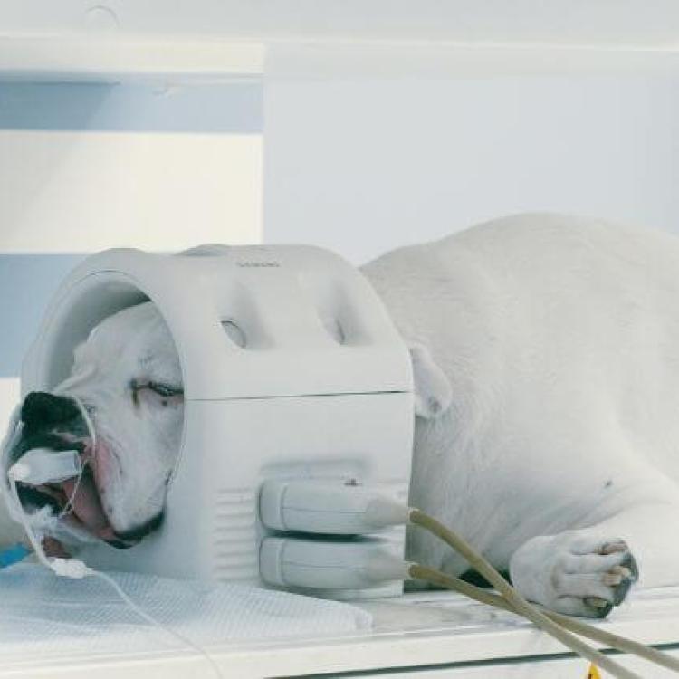 Understanding CT Scans in Veterinary Care