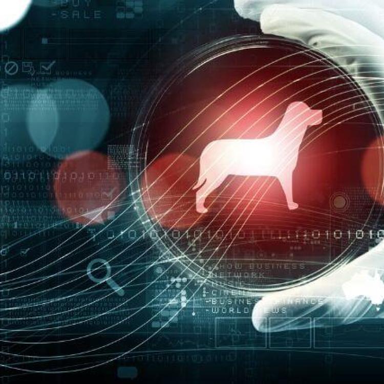 Unraveling the Mysteries: The Fascinating World of Pet DNA Testing
