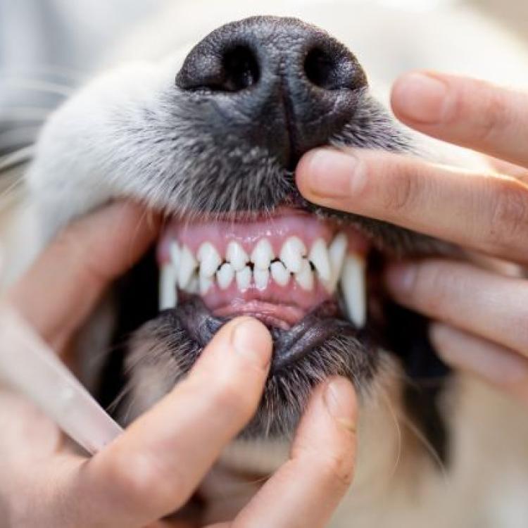What Is a COHAT? | Pet Dental Exams Explained