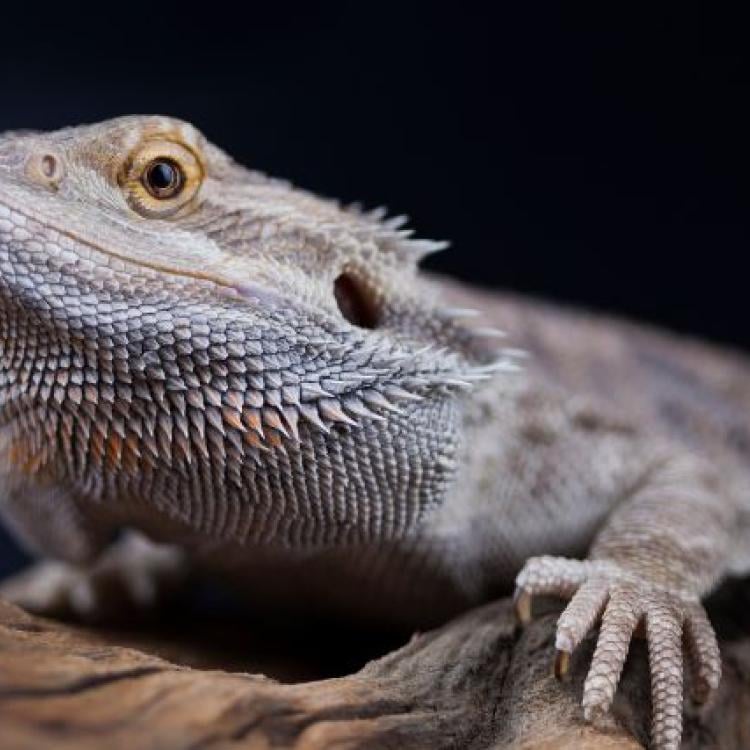 World Lizard Day: Celebrating Our Scaly Friends!