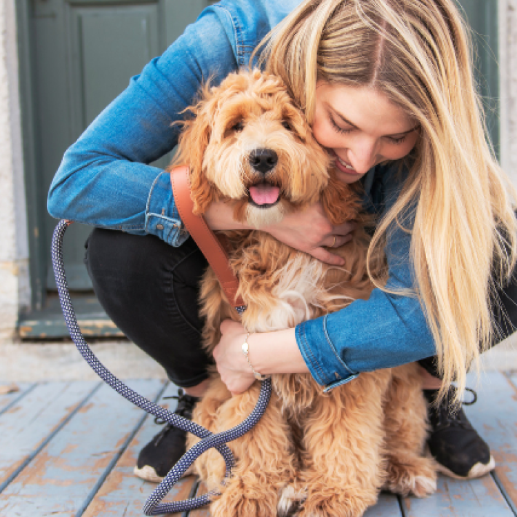 Addison's Disease in Dogs: What Every Pet Parent Should Know