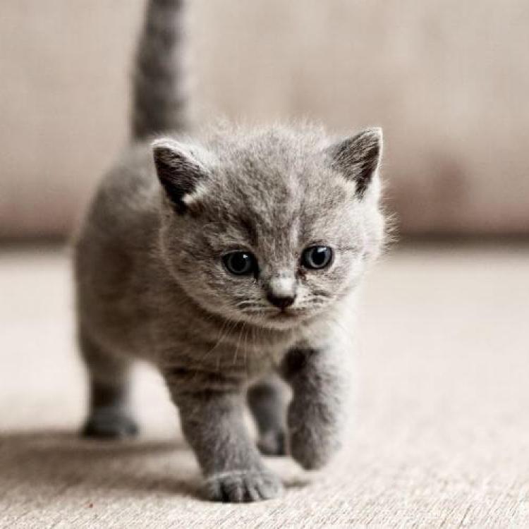 Adopting? How to Choose the Right Furry Family Member for Your Family