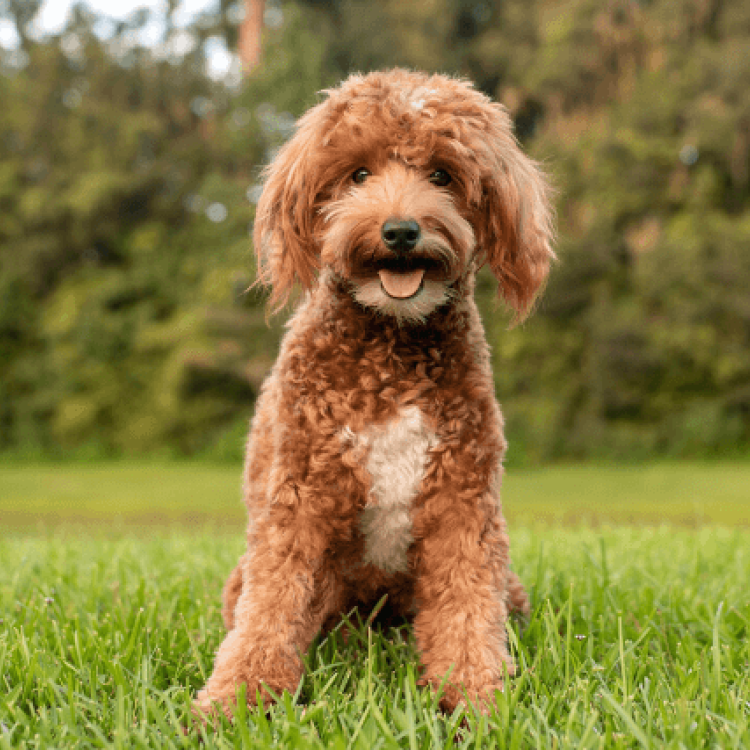 The Good, the Bad, and the Truth About Designer Dogs