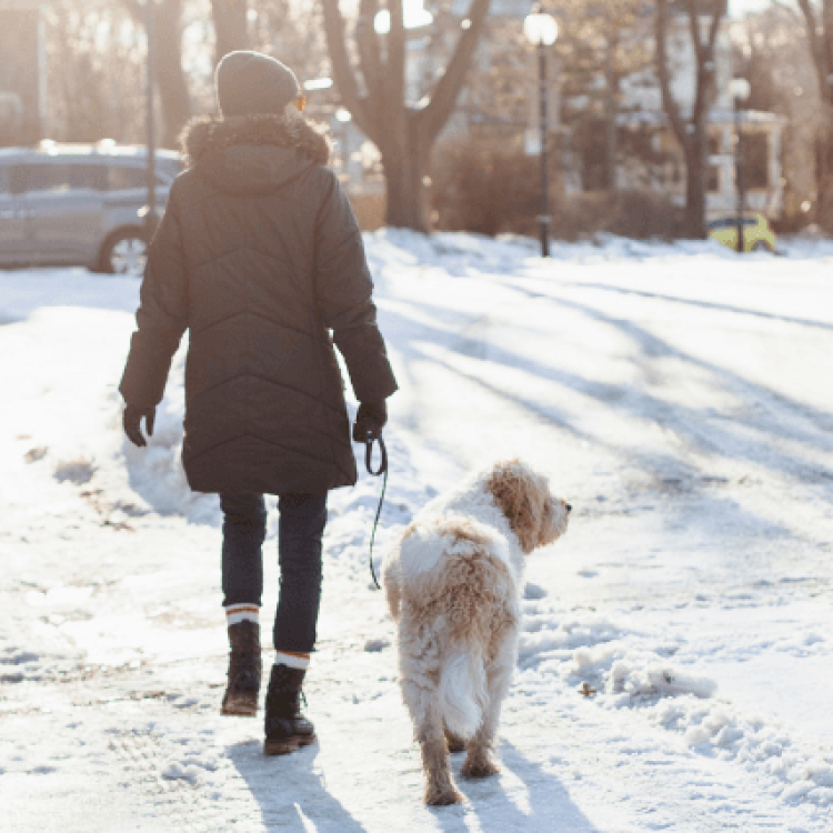 Walking Dogs in the Winter | Everything You Need to Know