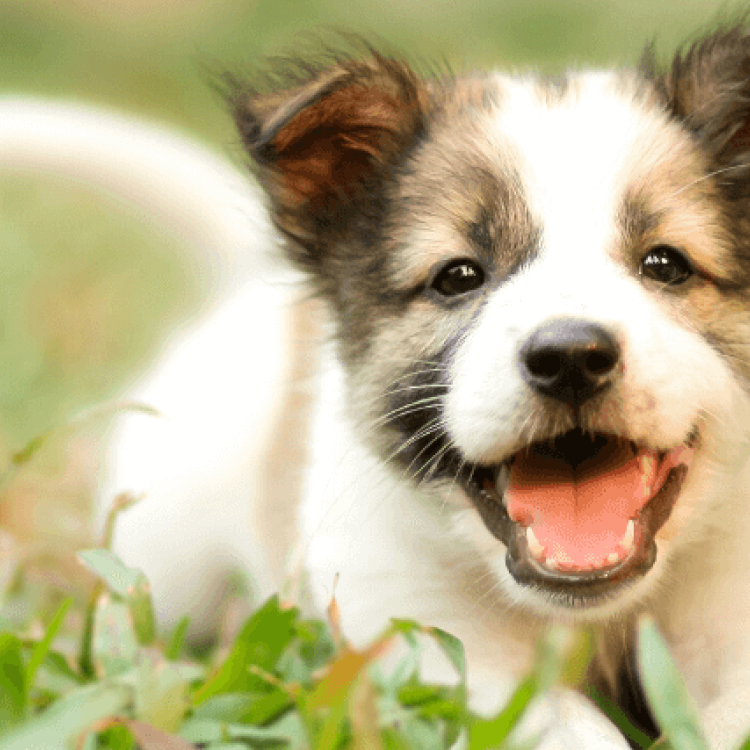 Frequently Asked Questions About Puppy Behavior and Training, Answered ...