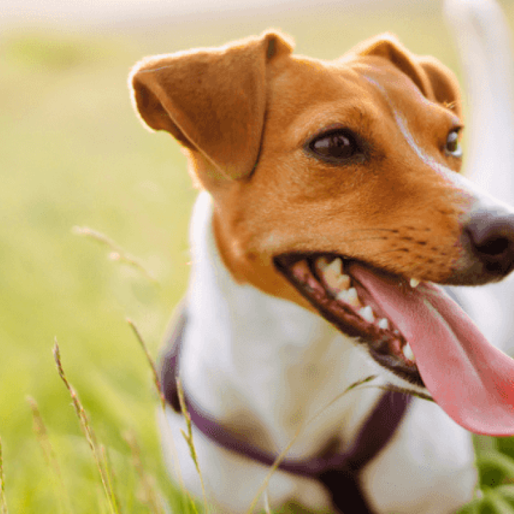 Fleas and Ticks: Protecting Your Pets and Home Fleas and Ticks: Protecting Your Pets and Home