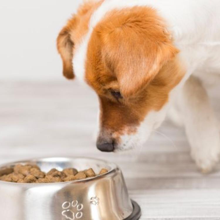 Help! My Dog is a Picky Eater! How to Know if Your Pet is Getting the ...