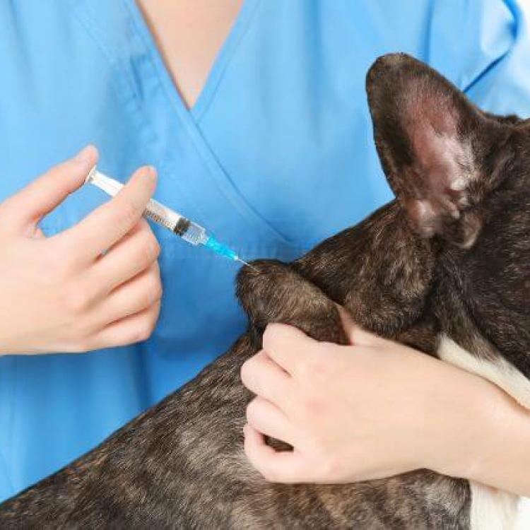 How Veterinary Vaccines Work
