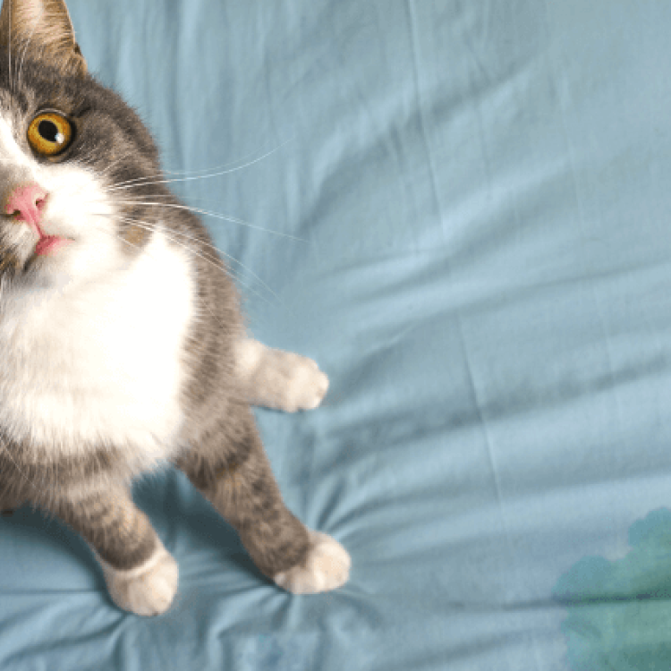Inappropriate Urination In Cats