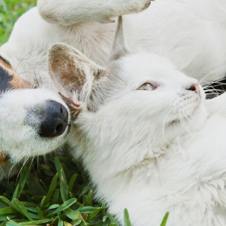 Pet Wellness Month | 8 Ways to Give Your Pet Its Best Life