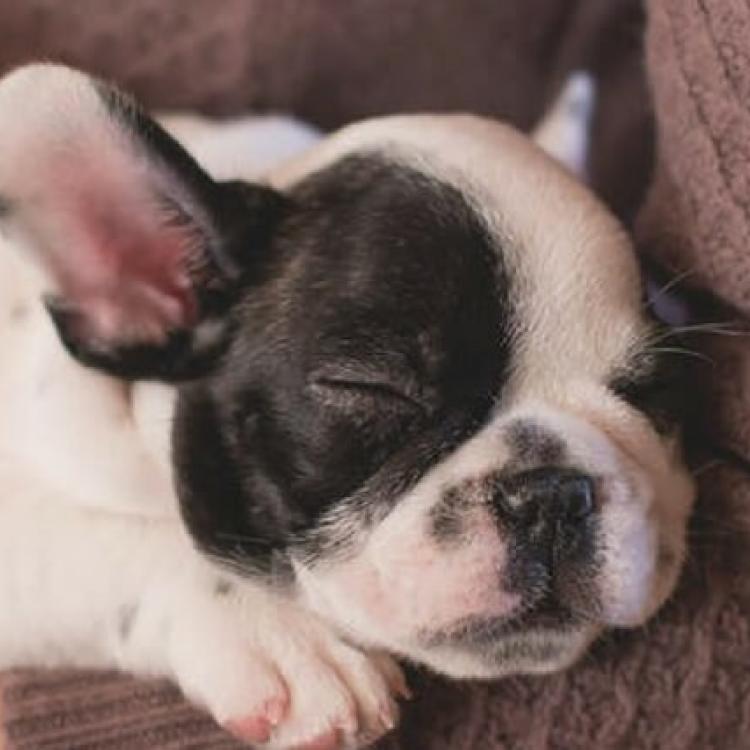 Puppy Guidelines for New Puppy Parents