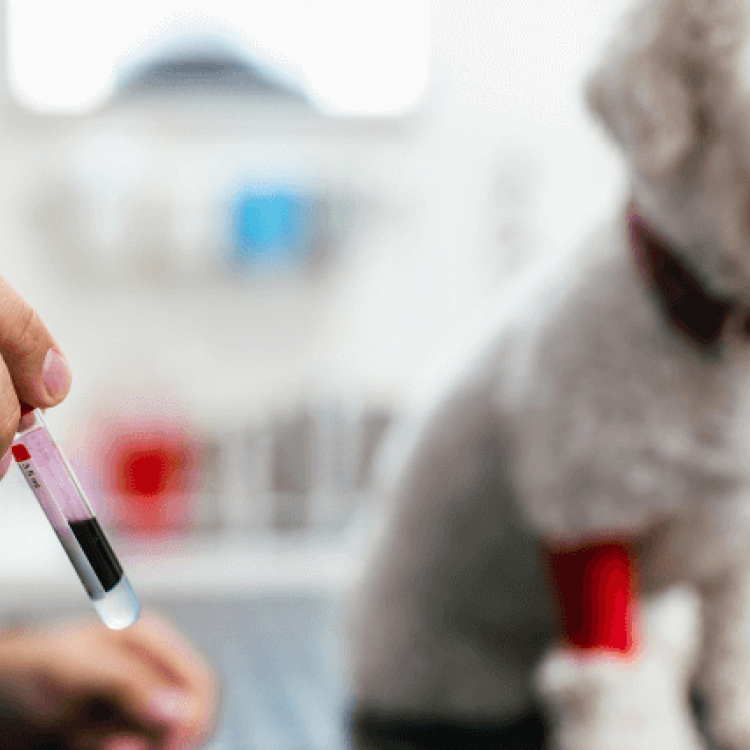 Early Detection: The Benefits of Routine Blood Work for Dogs