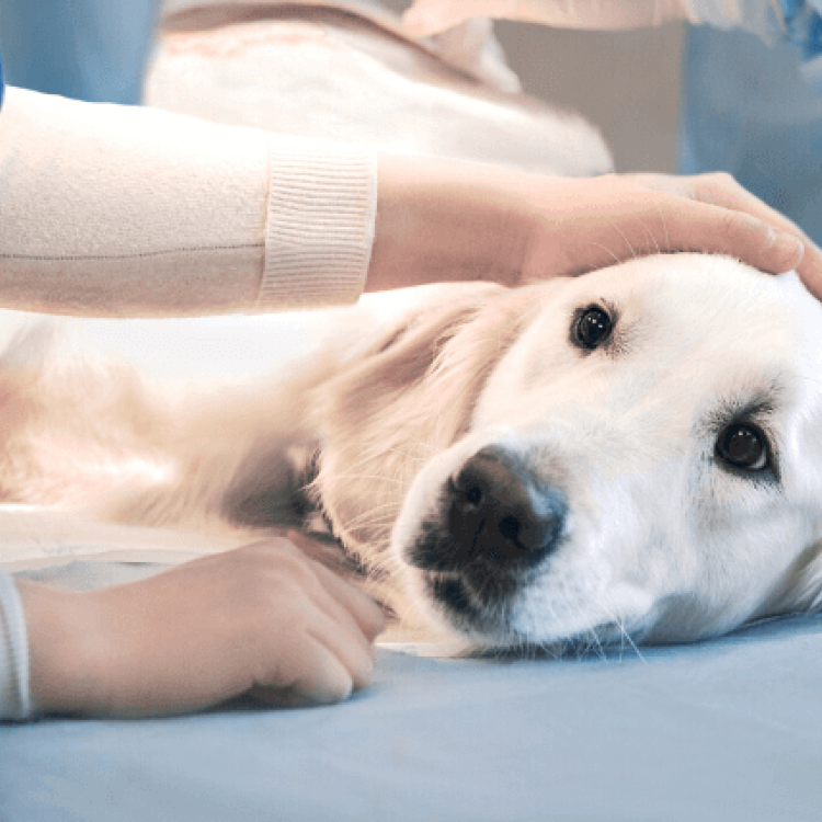 Tips to Prepare for a Successful Surgery for Your Pet Tips to Prepare for a Successful Surgery for Your Pet