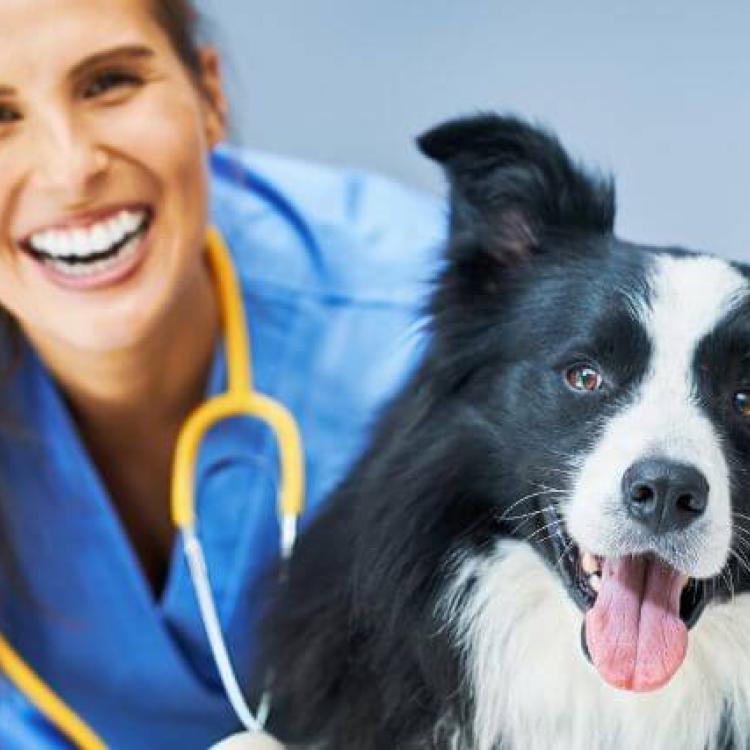 4 Reasons to Show a Vet Tech Some Love (and How to Do It)