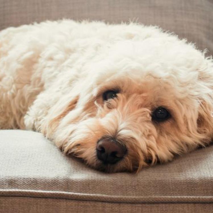 Guidelines For When You Should Call The Vet