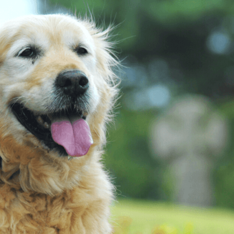 Why Is My Dog Panting So Loudly?