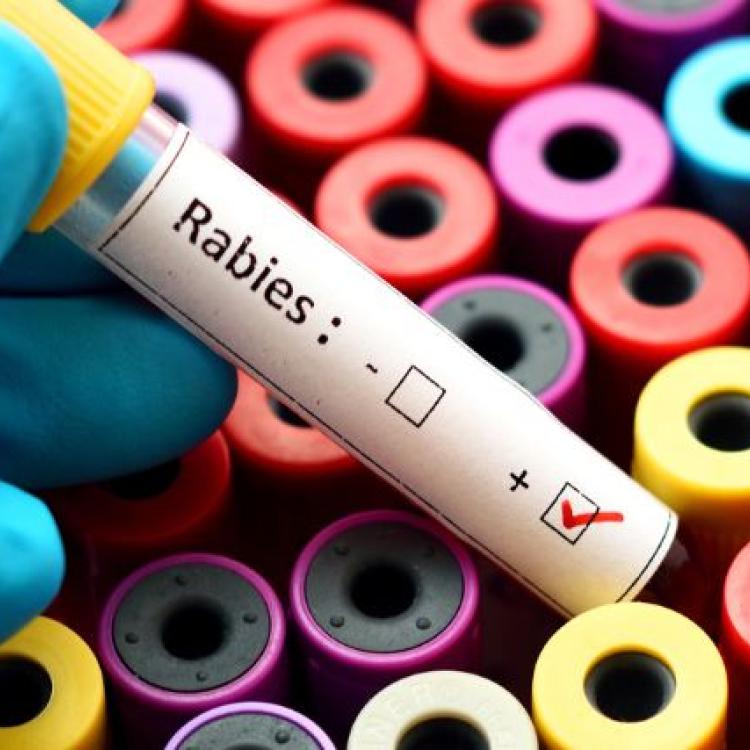 Rabies in Dogs and Cats Explained [World Rabies Day Guide]