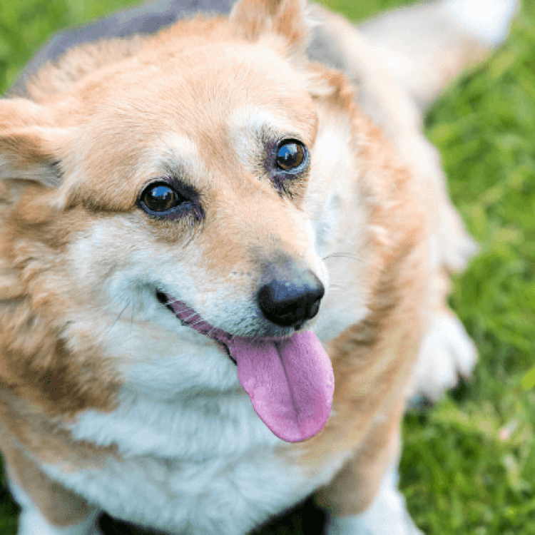 What Your Veterinarian Needs You To Know About Your Dog’s Weight