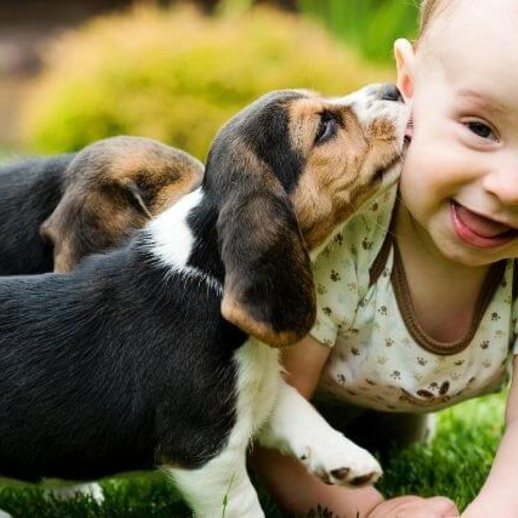 6 Of the Best Dog Breeds for Families