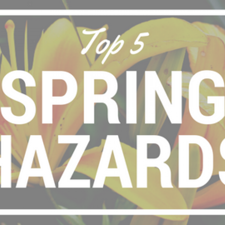 Top 5 Spring Hazards to Your Pets